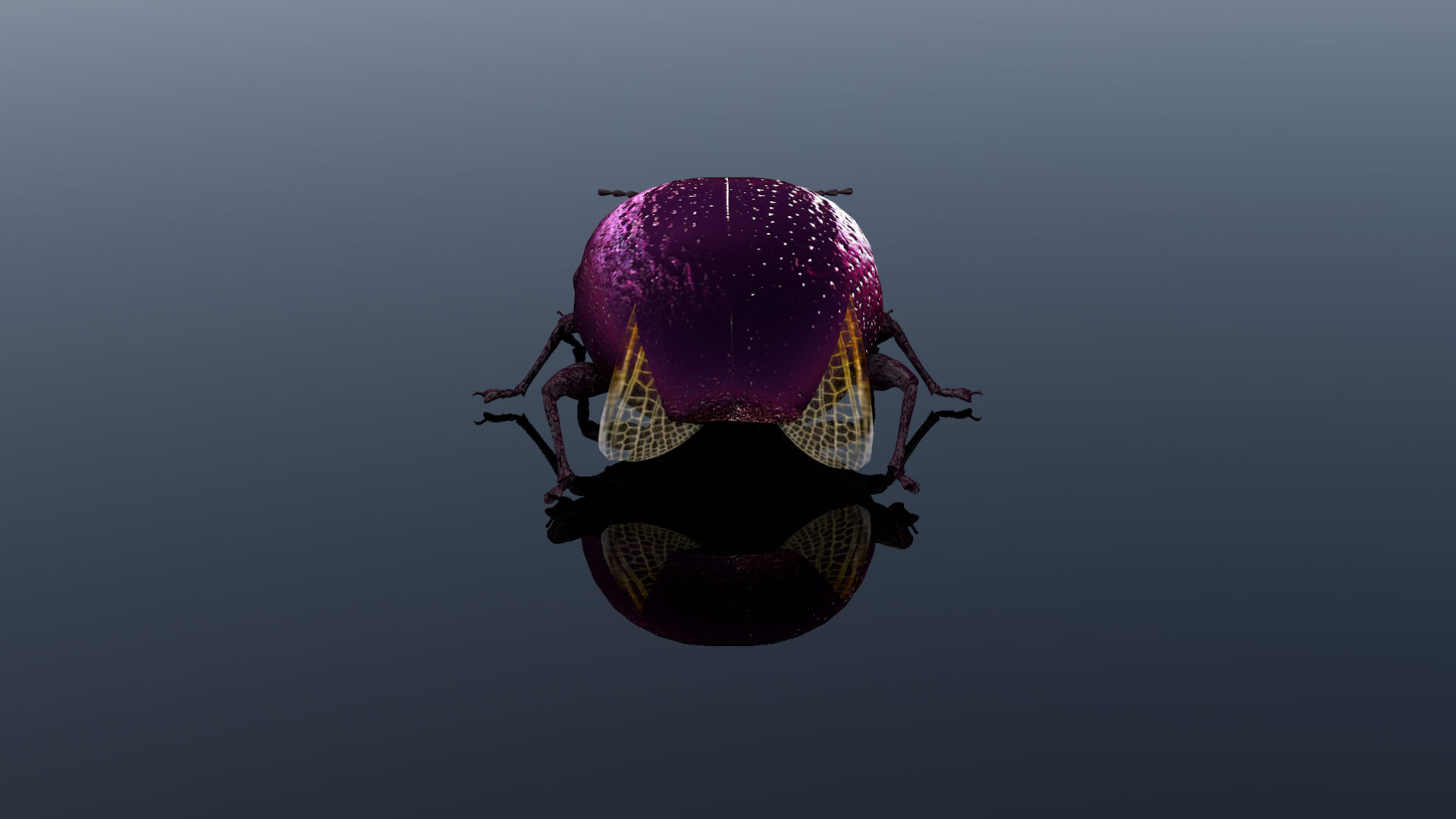 Beetle Insect - 3D Model by renatodalle