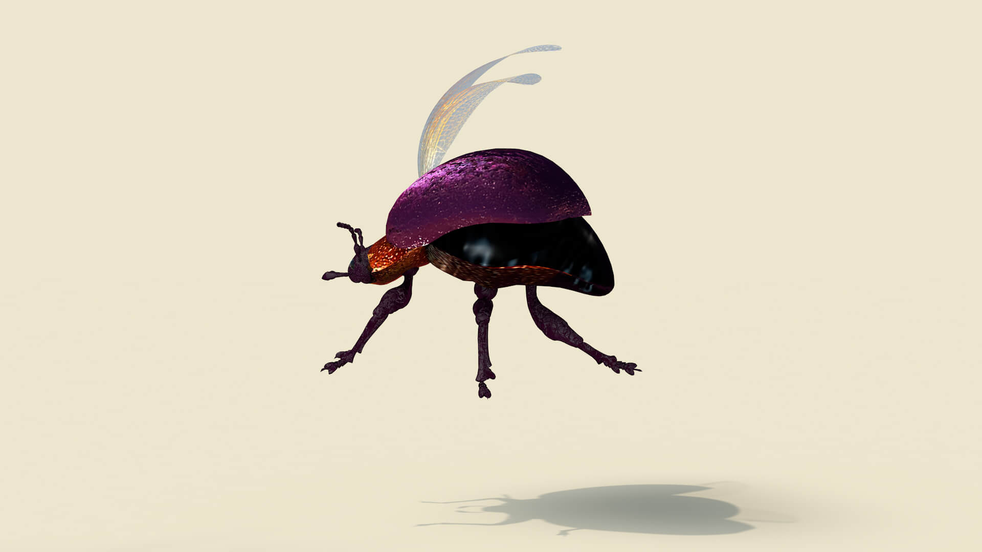 Beetle Insect - 3D Model by renatodalle