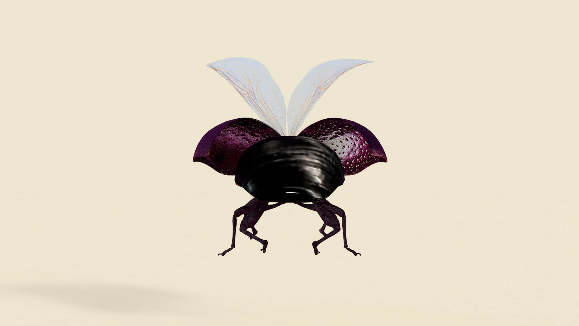 Beetle Insect - 3D Model by renatodalle