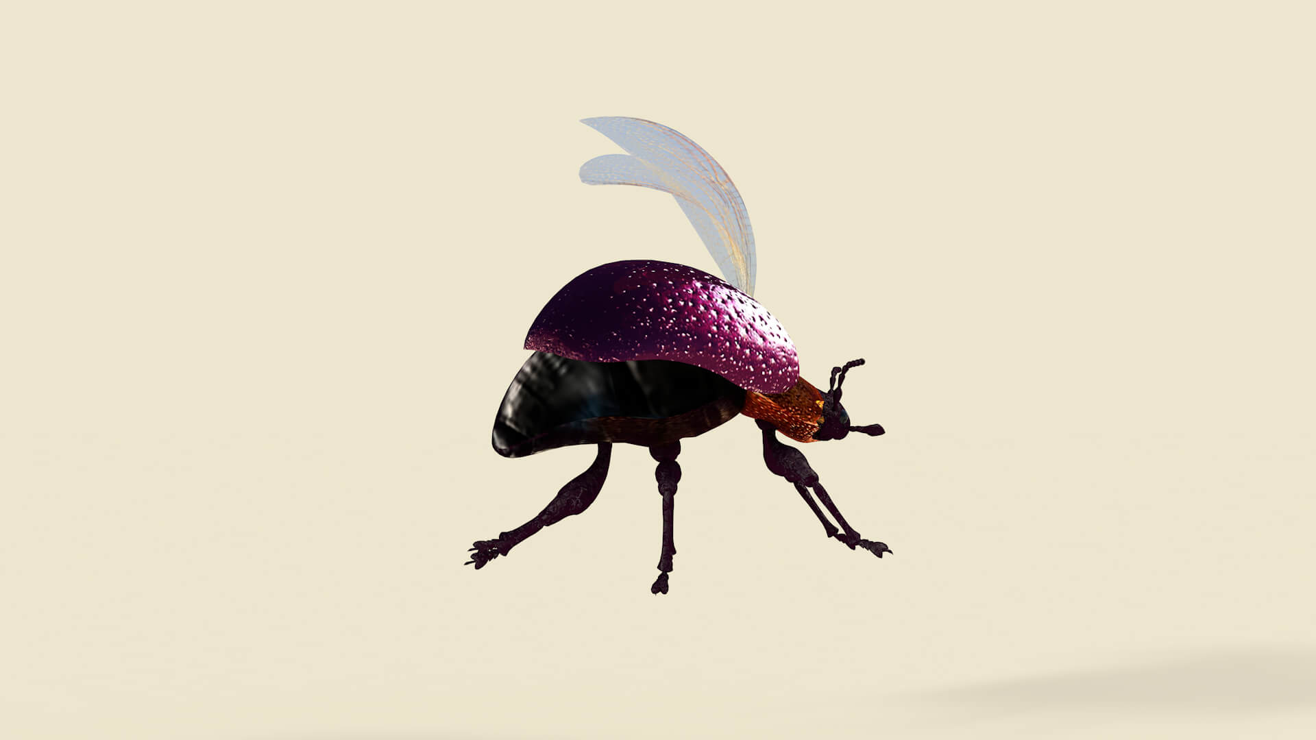Beetle Insect - 3D Model by renatodalle