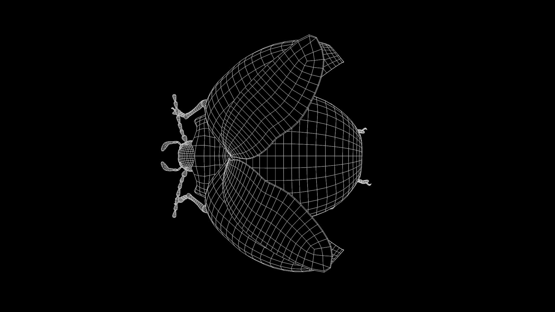 Beetle Insect - 3D Model by renatodalle