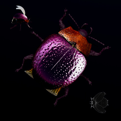 Beetle Insect - 3D Model by renatodalle