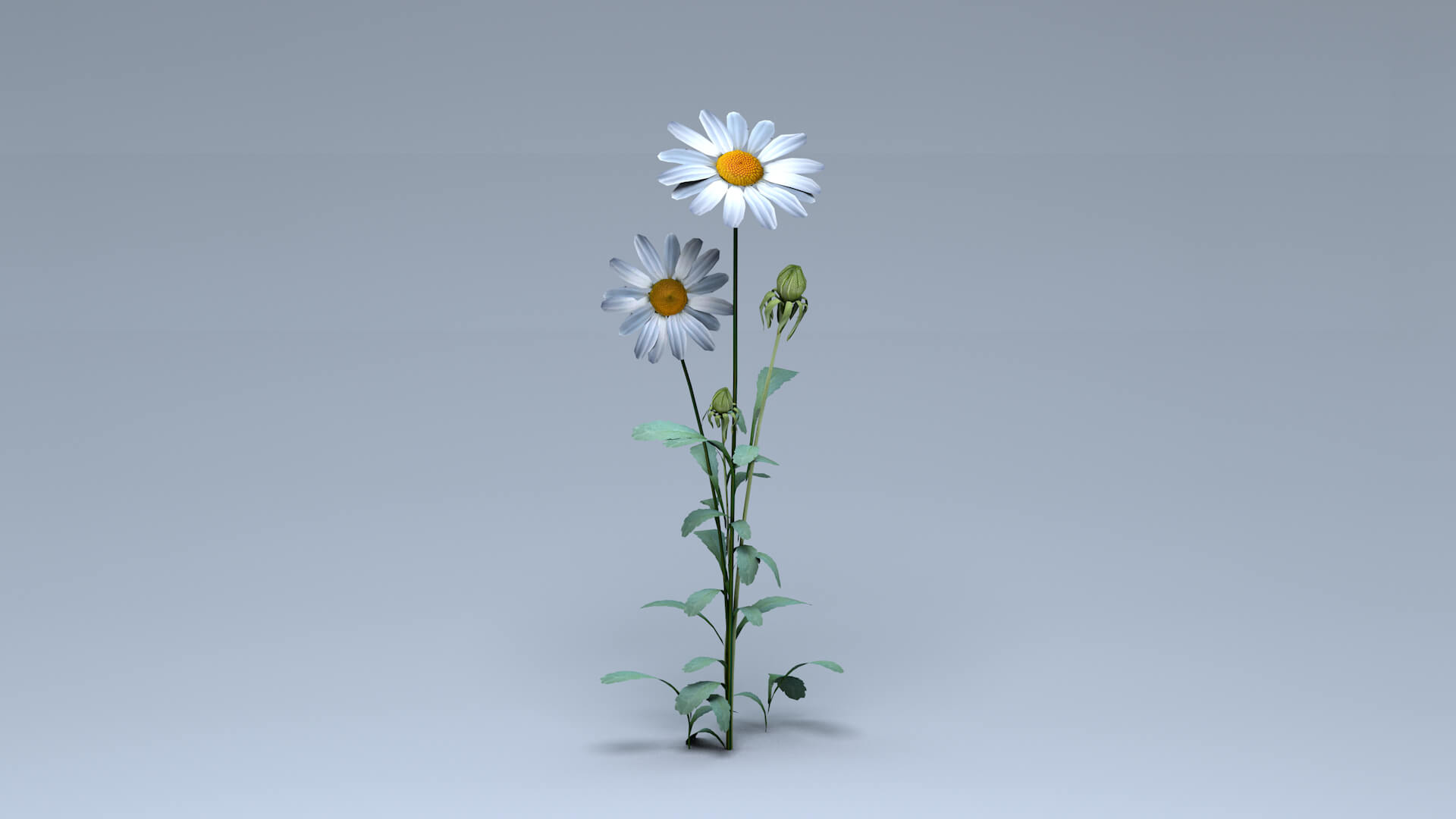 Daisy Flower Nature - 3D Model by renatodalle