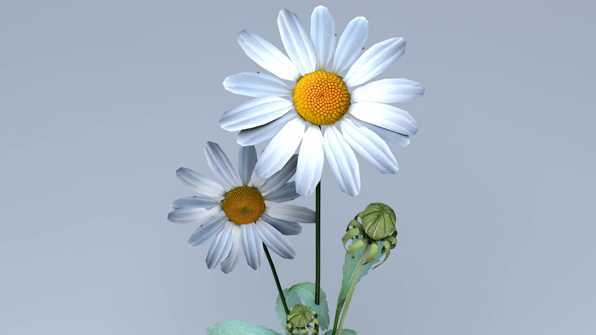 Daisy Flower Nature - 3D Model by renatodalle
