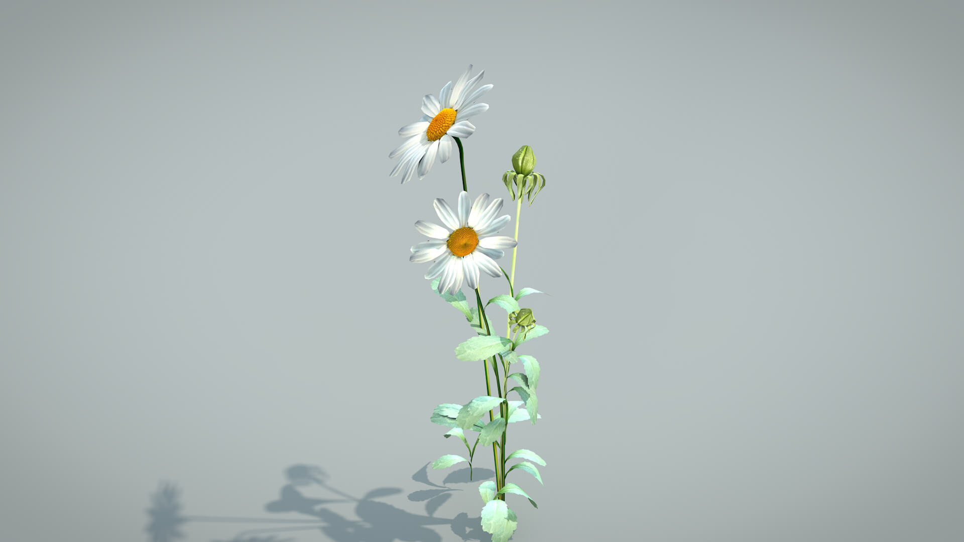 Daisy Flower Nature - 3D Model by renatodalle