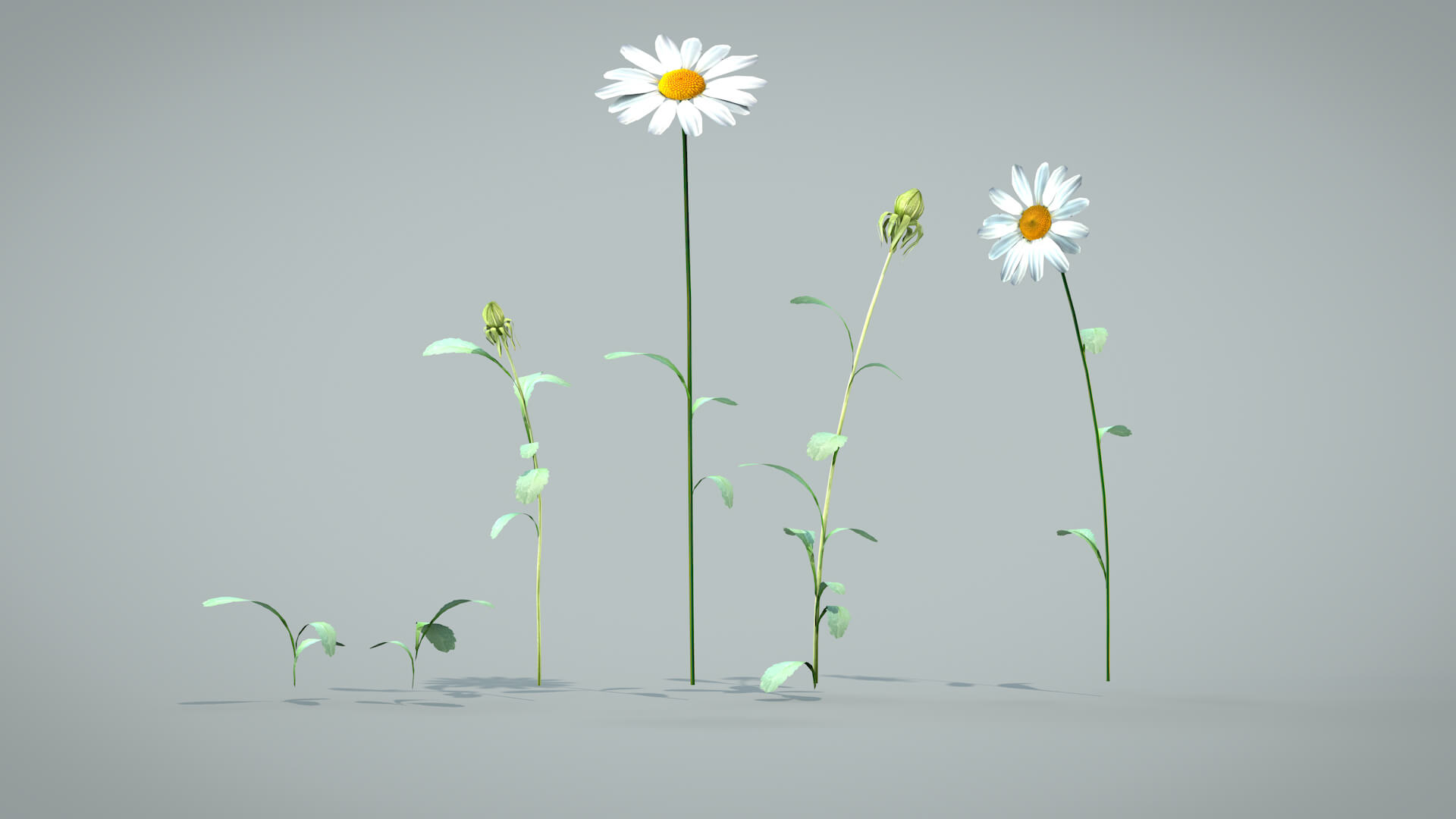Daisy Flower Nature - 3D Model by renatodalle