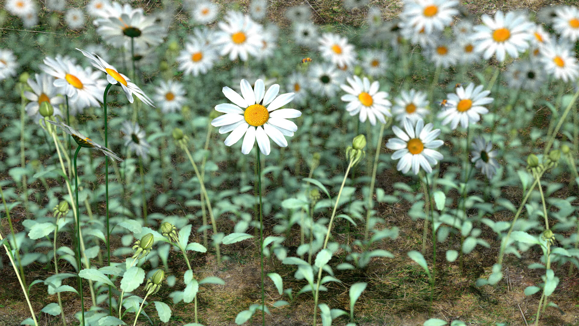 Daisy Flower Nature - 3D Model by renatodalle