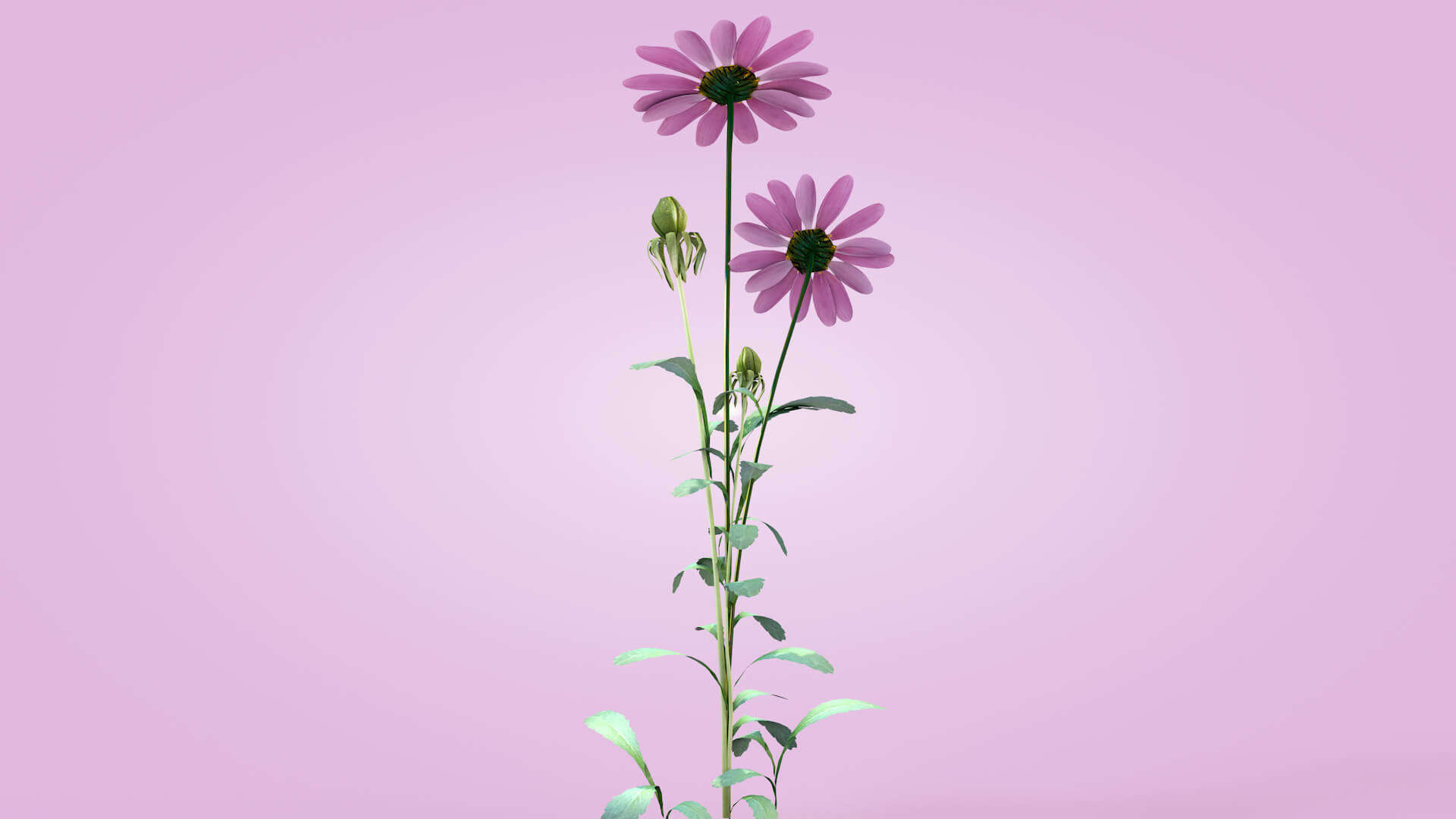Daisy Flower Rose - 3D Model by renatodalle