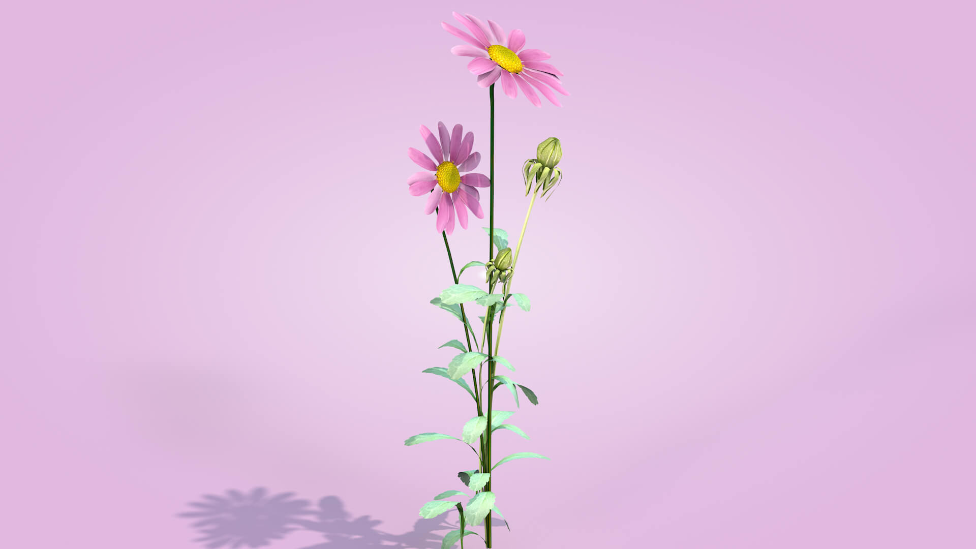 Daisy Flower Rose - 3D Model by renatodalle