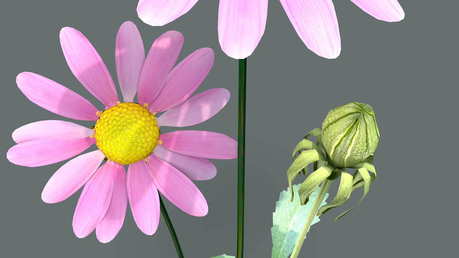 Daisy Flower Rose - 3D Model by renatodalle