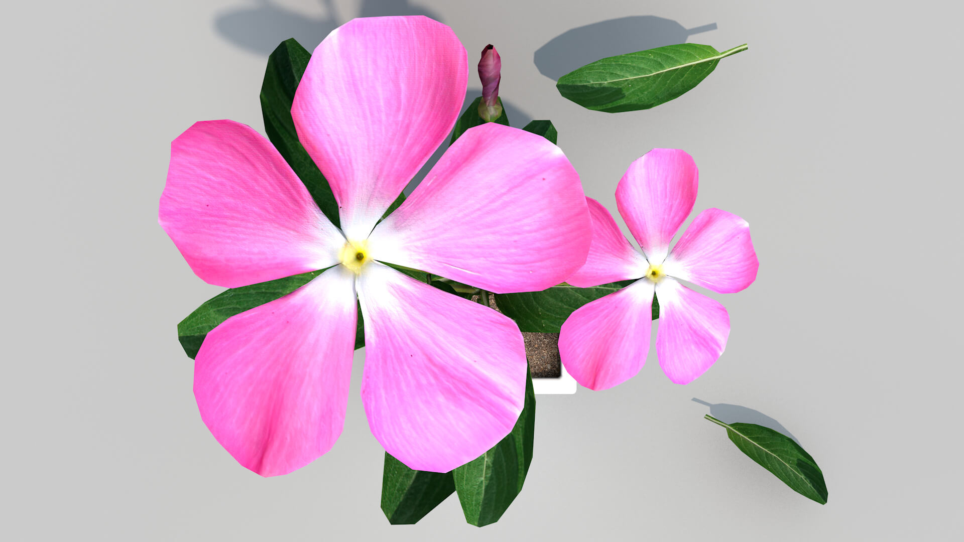 Fhower Vinca Ring - 3D Model by renatodalle