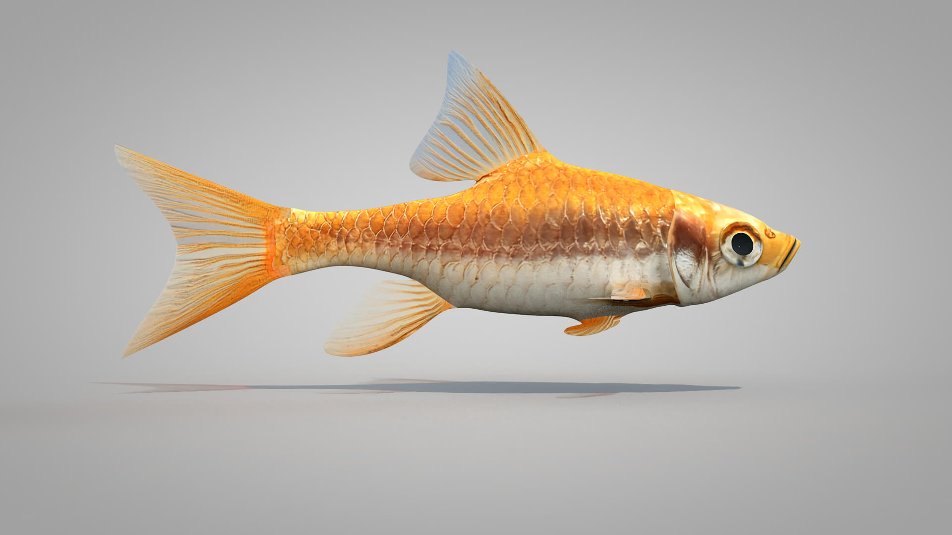 Fish Dourado - 3D Model by renatodalle