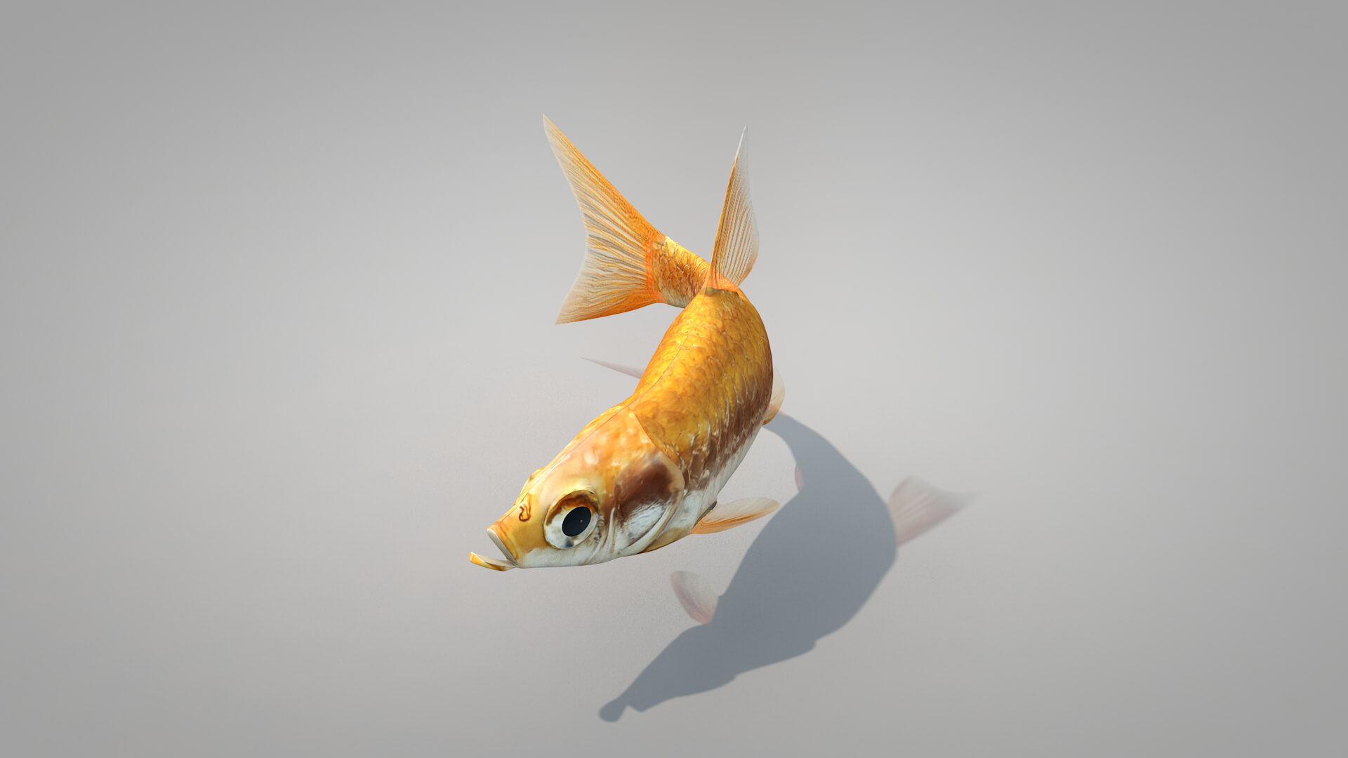 Fish Dourado - 3D Model by renatodalle