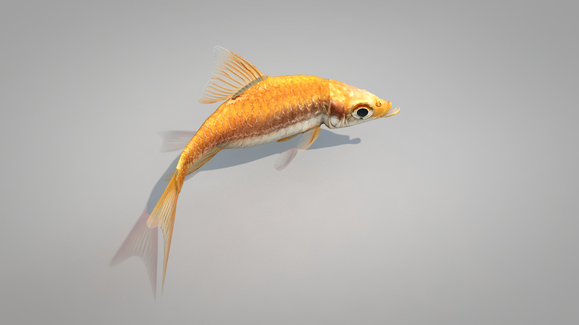 Fish Dourado - 3D Model by renatodalle
