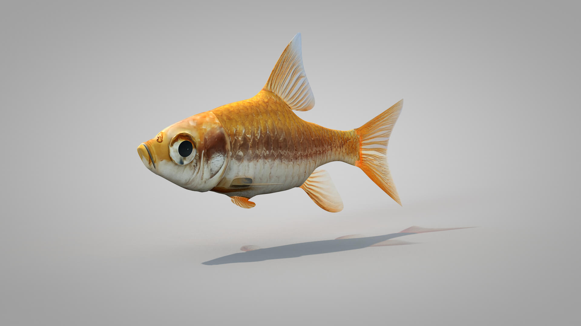 Fish Dourado - 3D Model by renatodalle