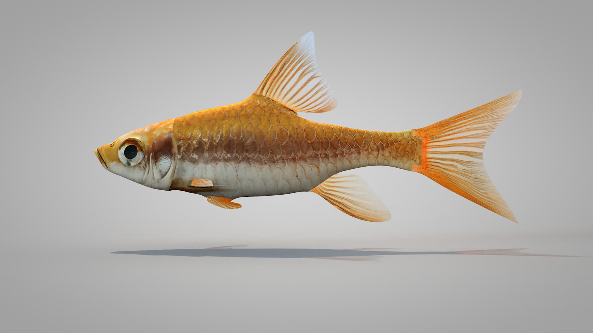 Fish Dourado - 3D Model by renatodalle