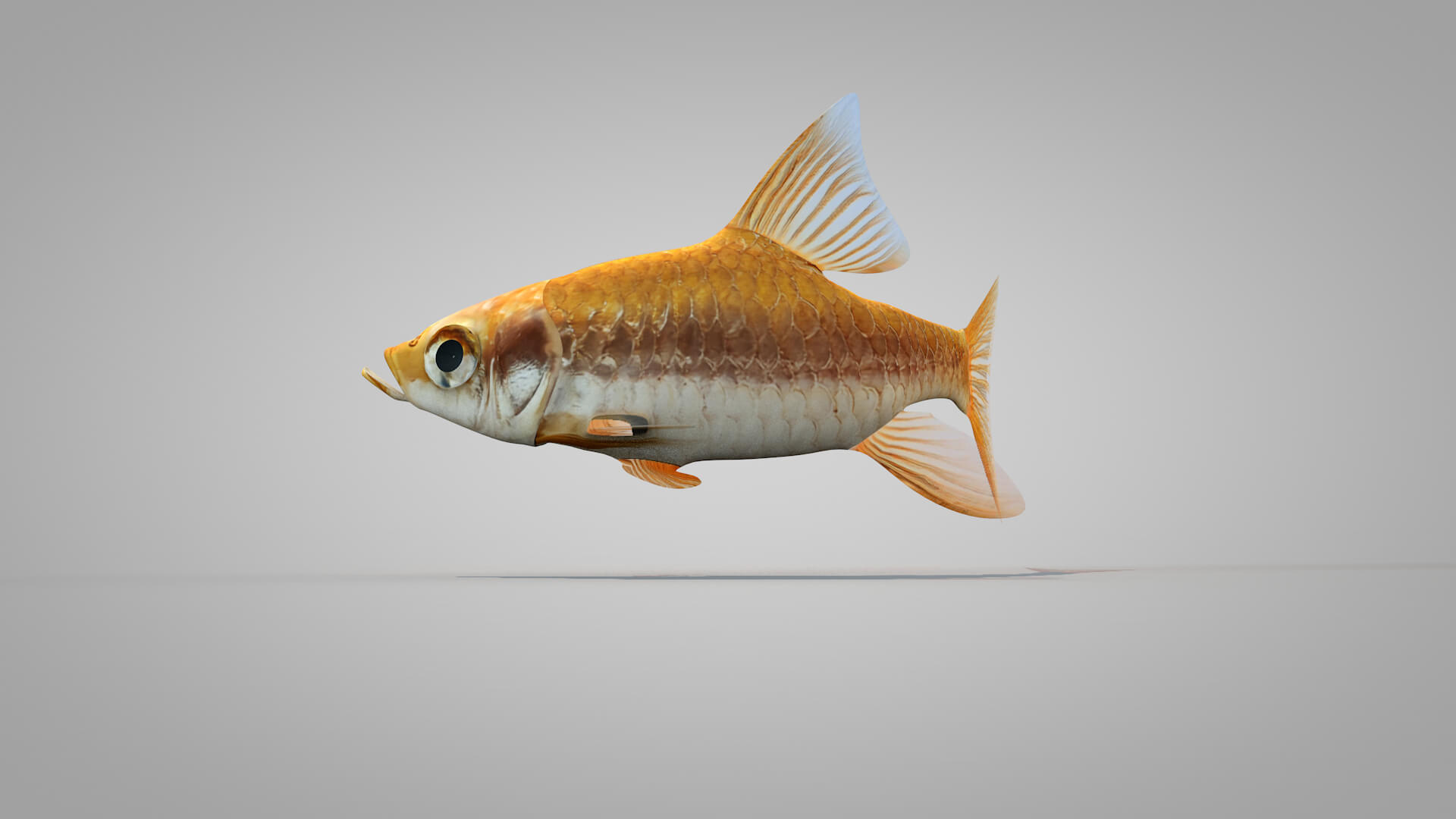 Fish Dourado - 3D Model by renatodalle