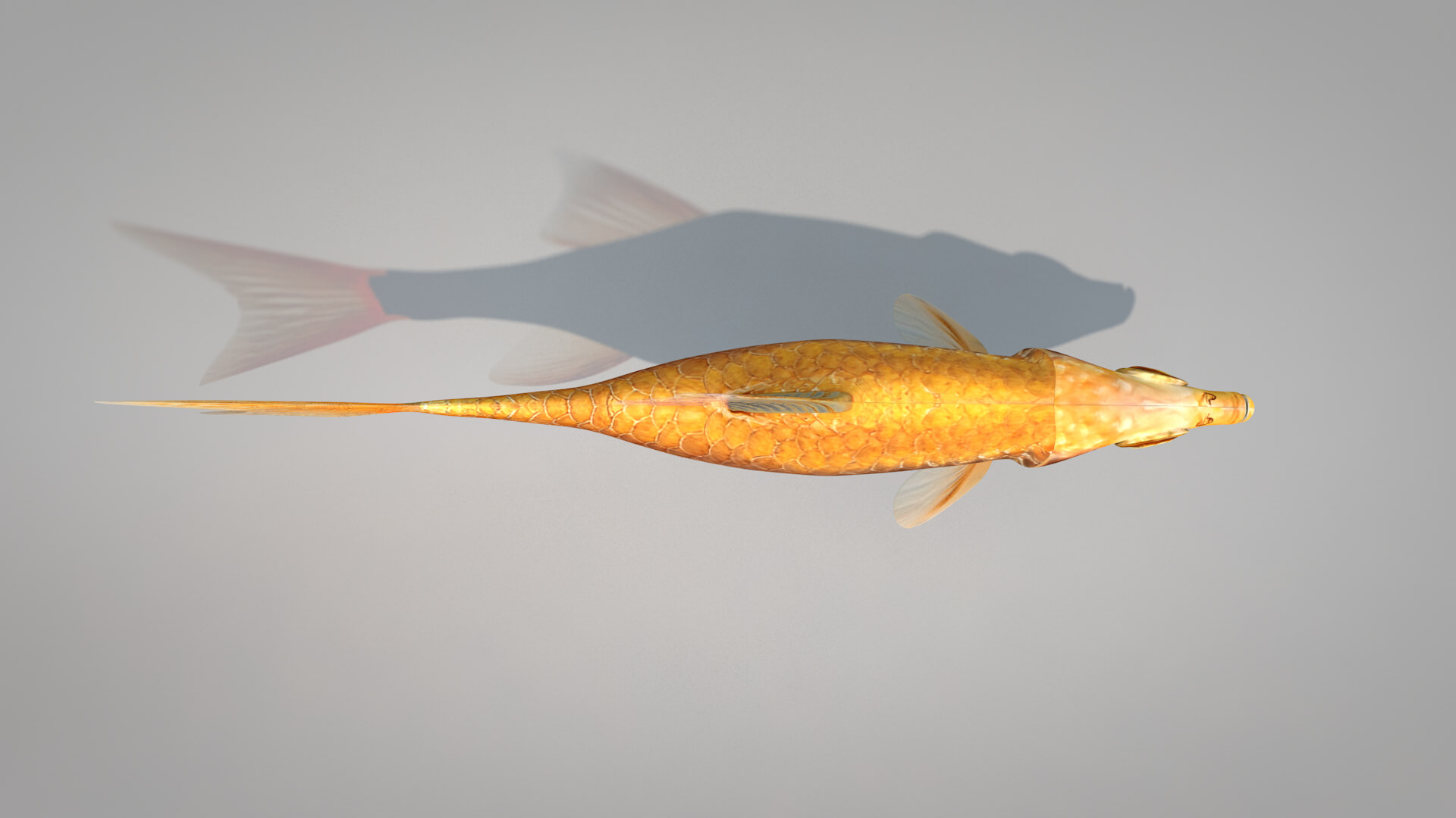 Fish Dourado - 3D Model by renatodalle