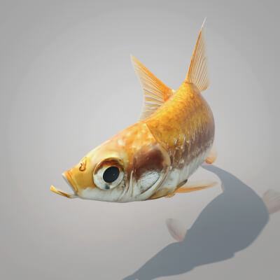 Fish Dourado - 3D Model by renatodalle