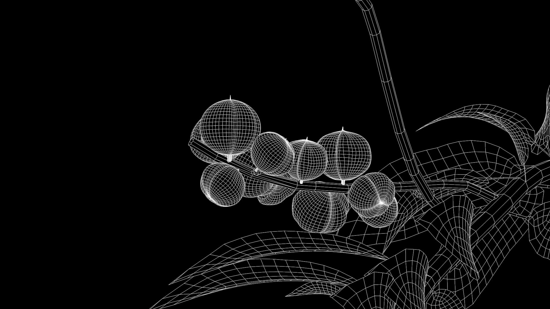 Guarana of The Amazon - 3D Model by renatodalle