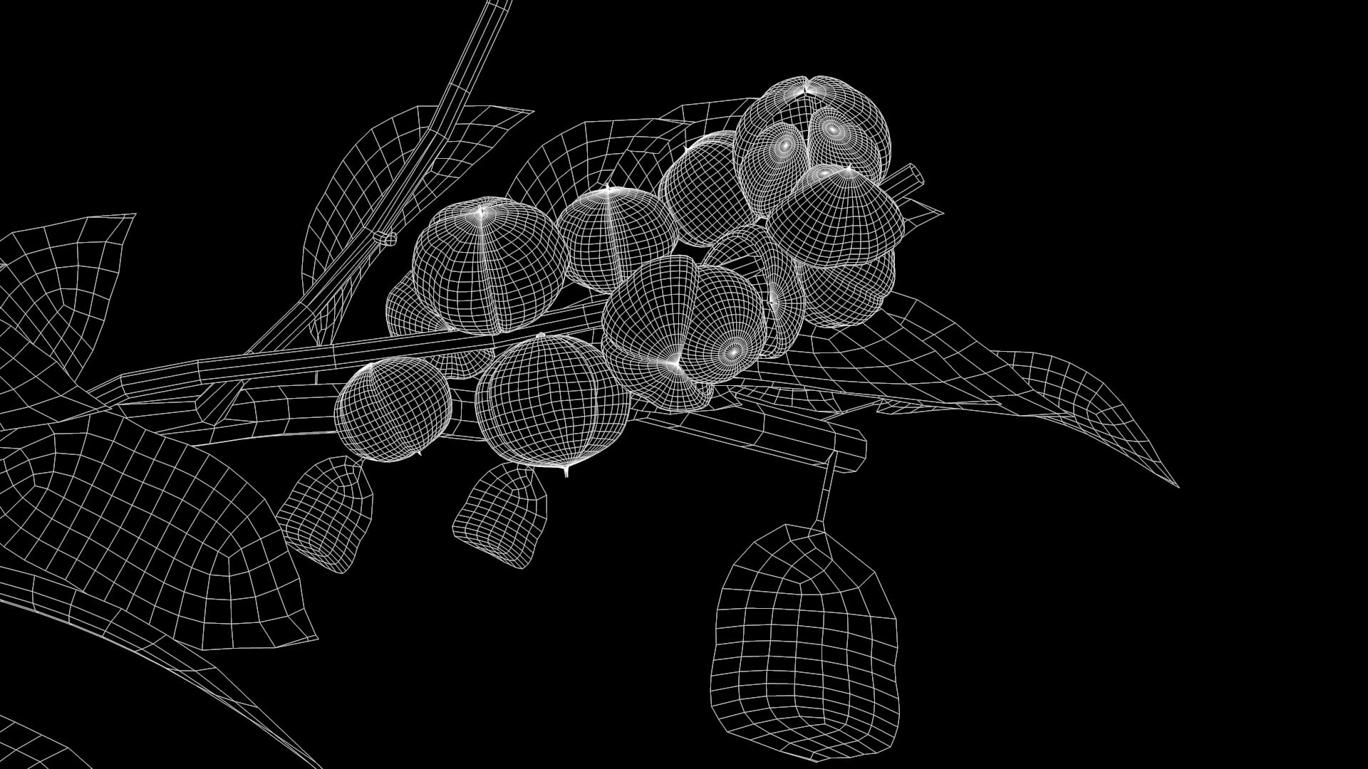 Guarana of The Amazon - 3D Model by renatodalle