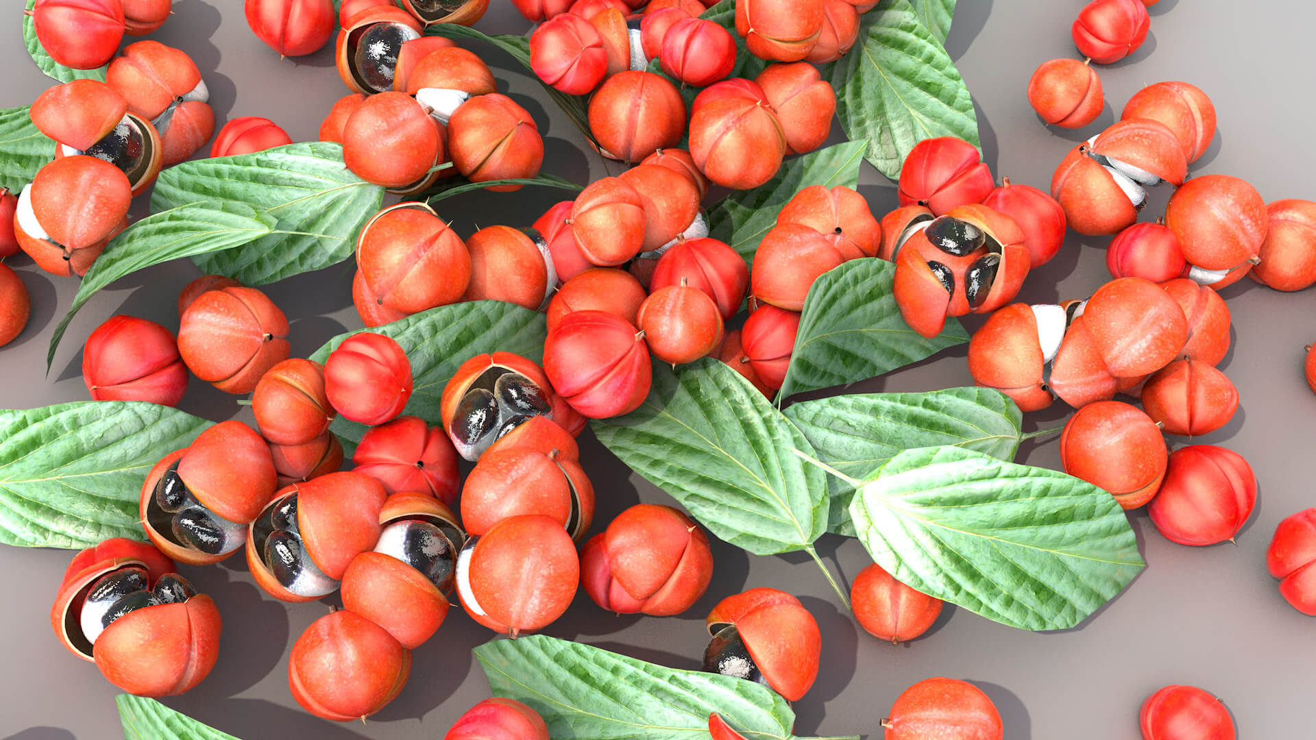 Guarana of The Amazon - 3D Model by renatodalle