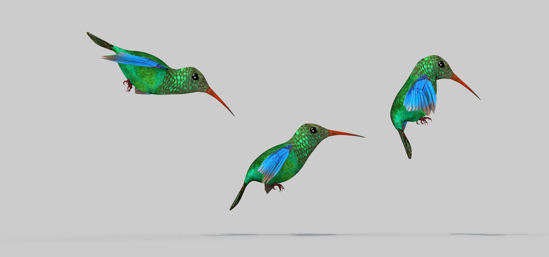 Hummingbird Two - 3D Model by renatodalle