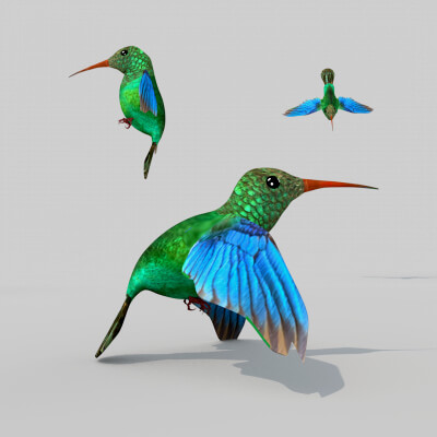 Hummingbird Two - 3D Model by renatodalle