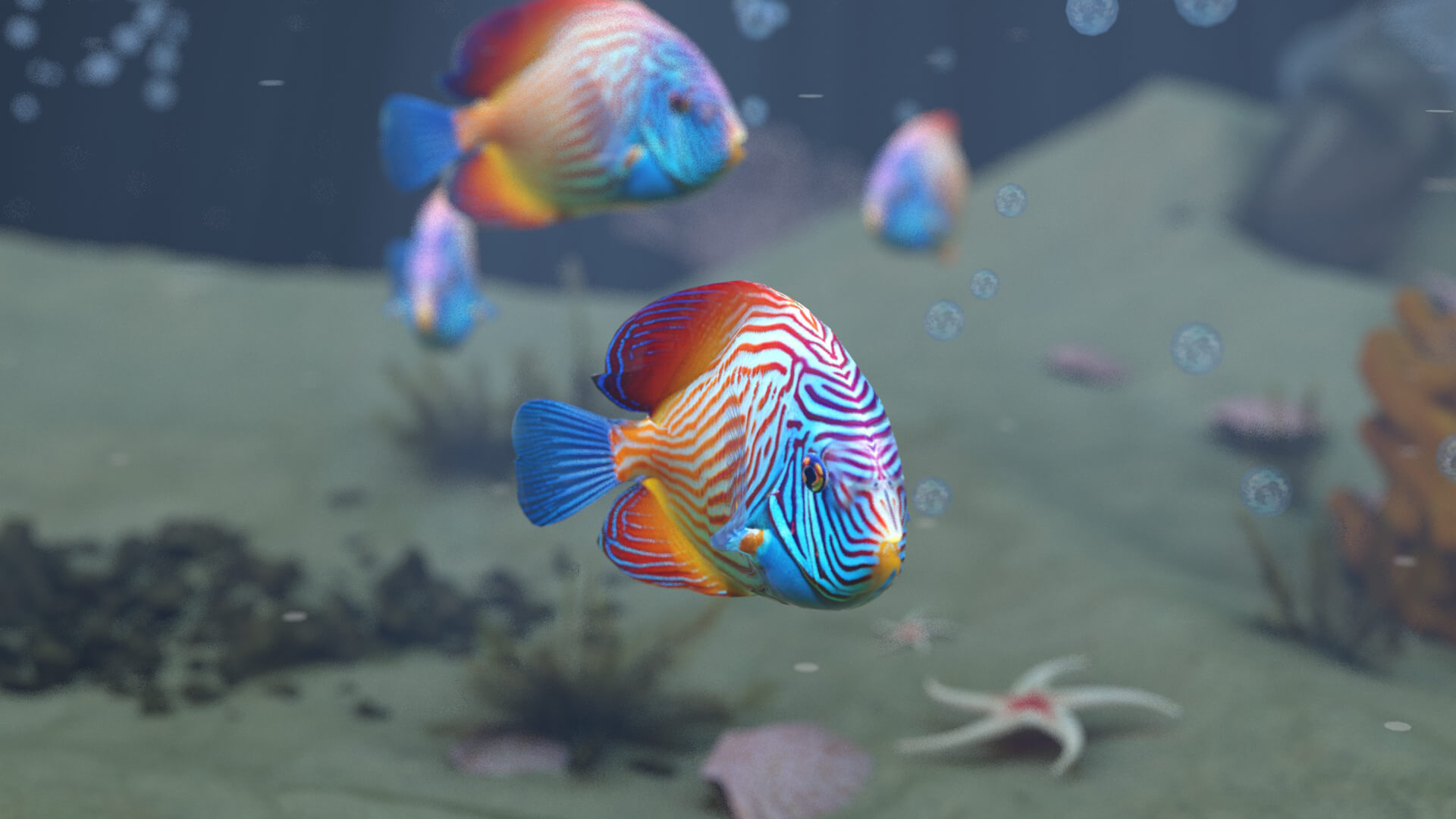 Marine Angelfish - 3D Model by renatodalle