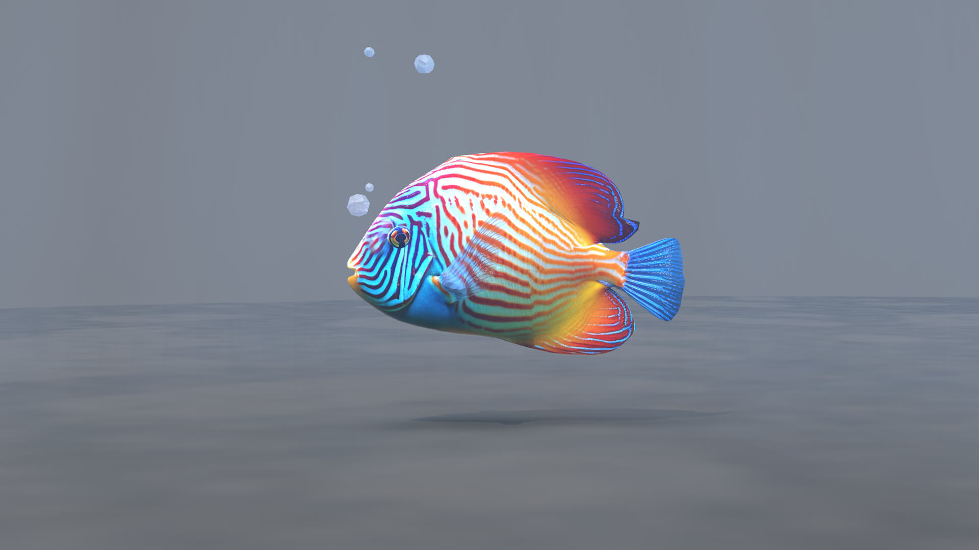 Marine Angelfish - 3D Model by renatodalle