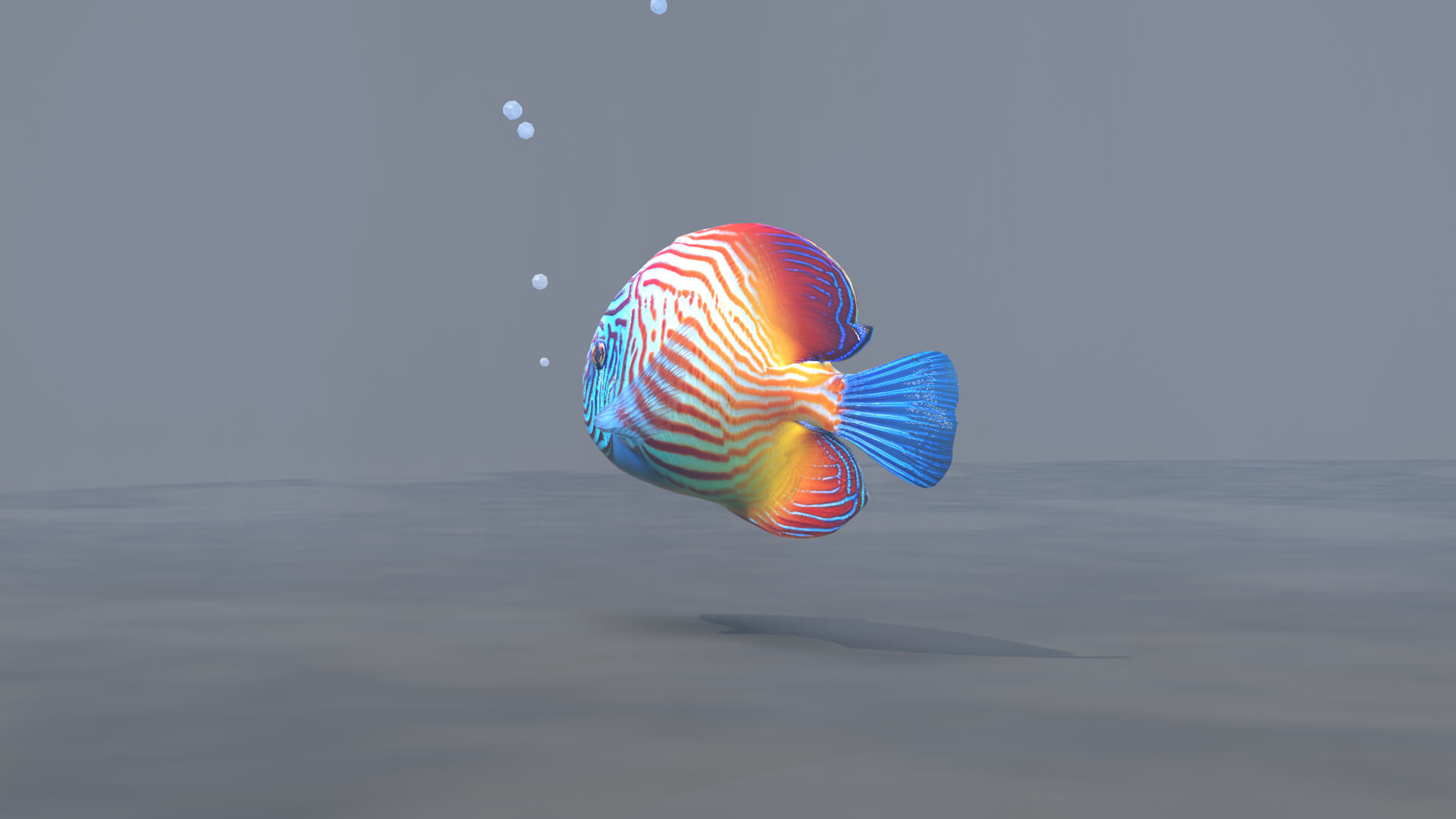 Marine Angelfish - 3D Model by renatodalle