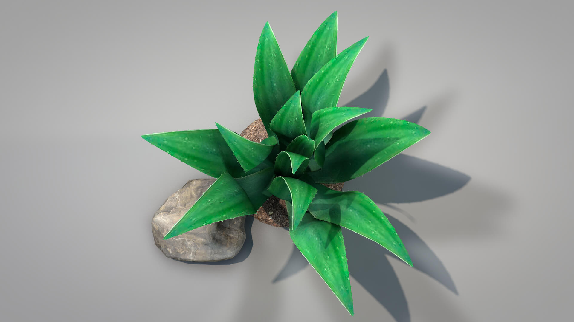 Plant Agave Family - 3D Model by renatodalle
