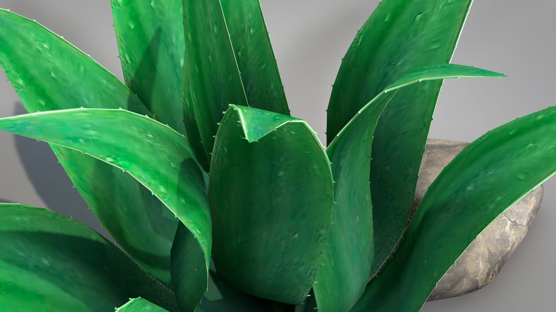 Plant Agave Family - 3D Model by renatodalle