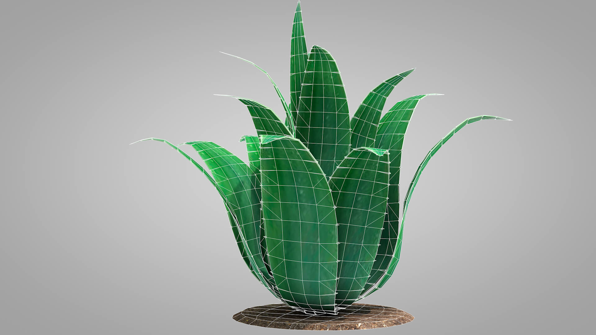 Plant Agave Family - 3D Model by renatodalle