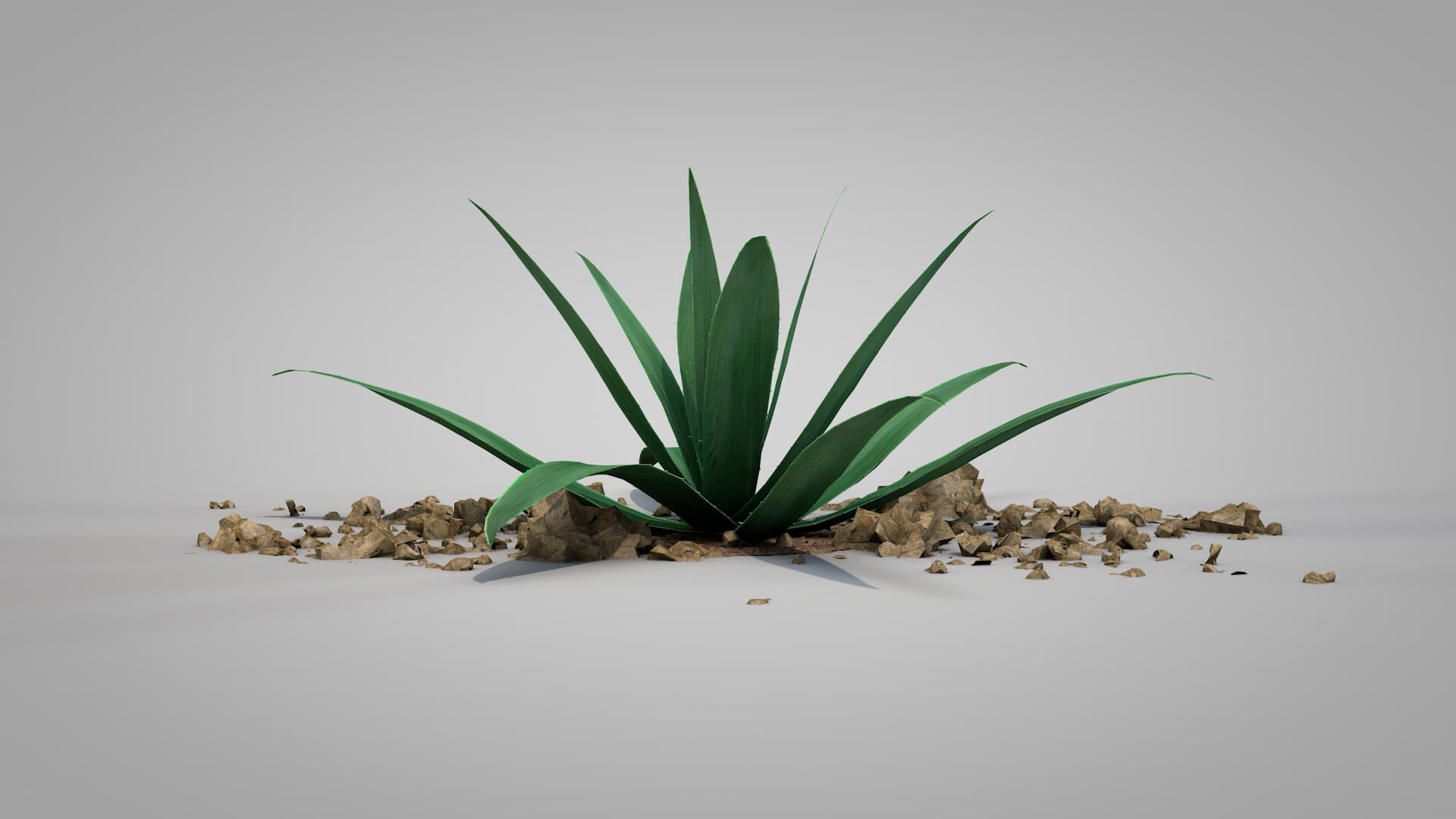Plant Aloe Vera - 3D Model by renatodalle