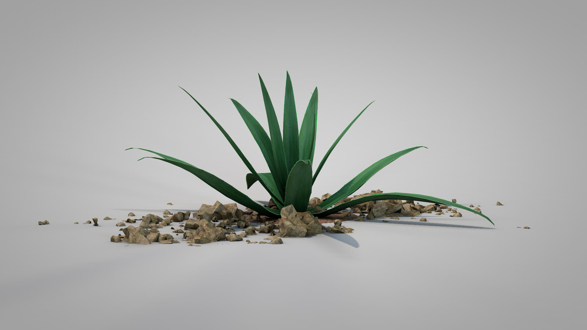 Plant Aloe Vera - 3D Model by renatodalle
