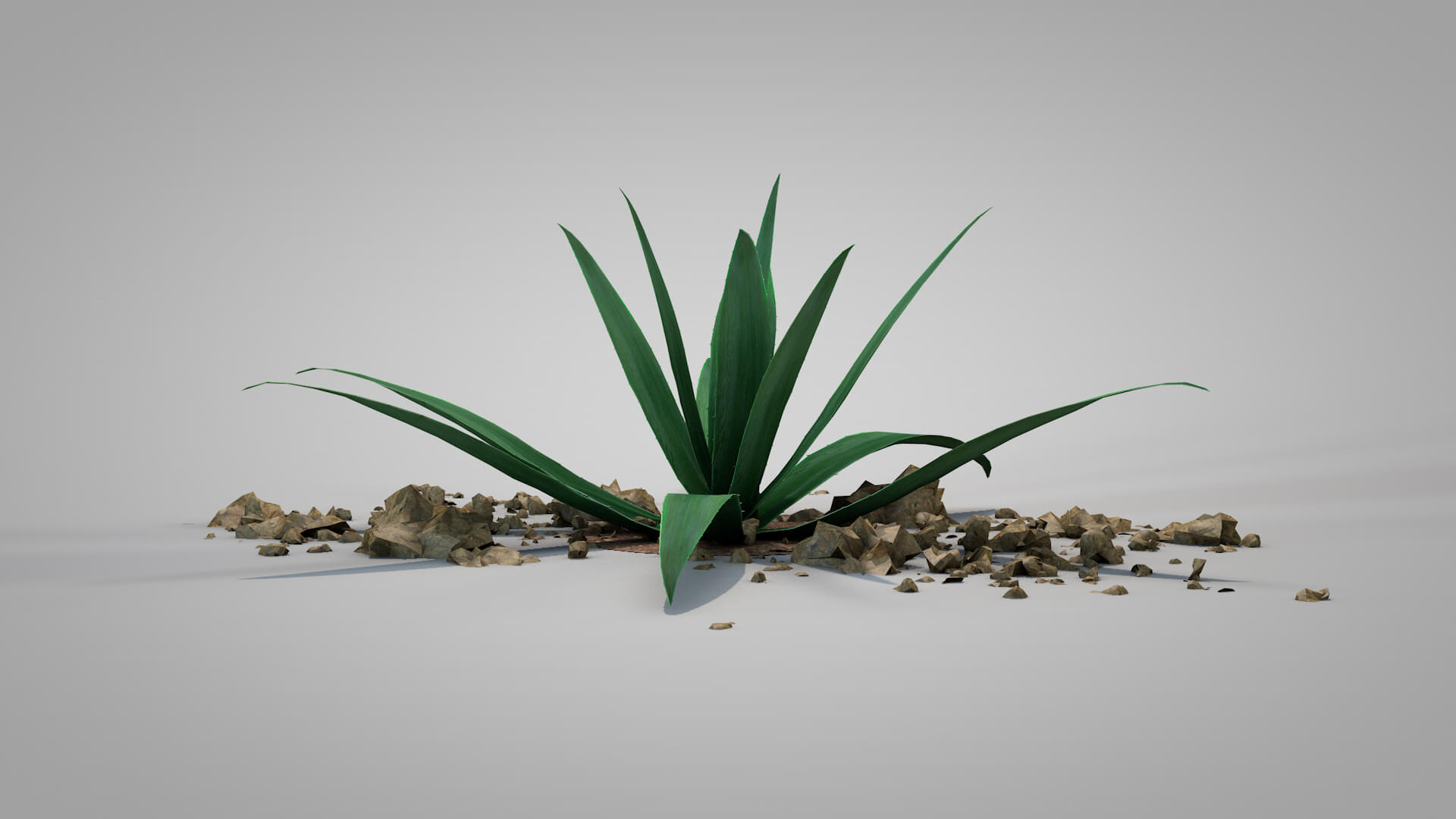 Plant Aloe Vera - 3D Model by renatodalle