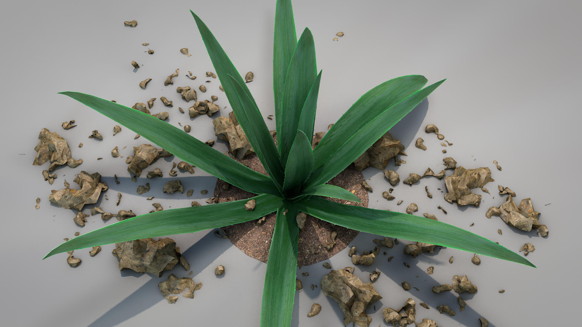 Plant Aloe Vera - 3D Model by renatodalle