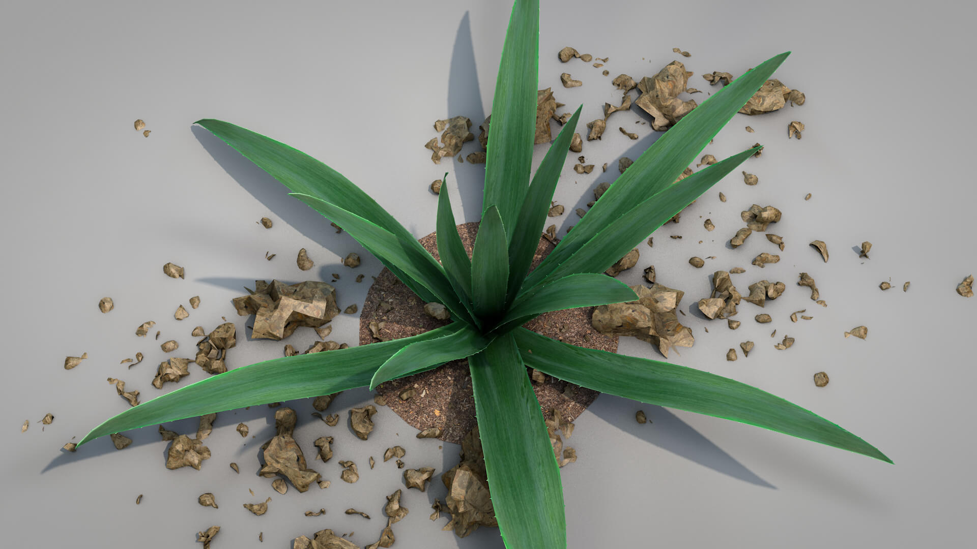 Plant Aloe Vera - 3D Model by renatodalle