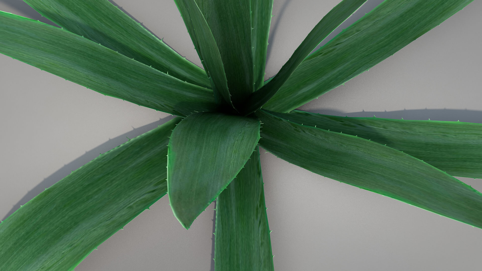 Plant Aloe Vera - 3D Model by renatodalle