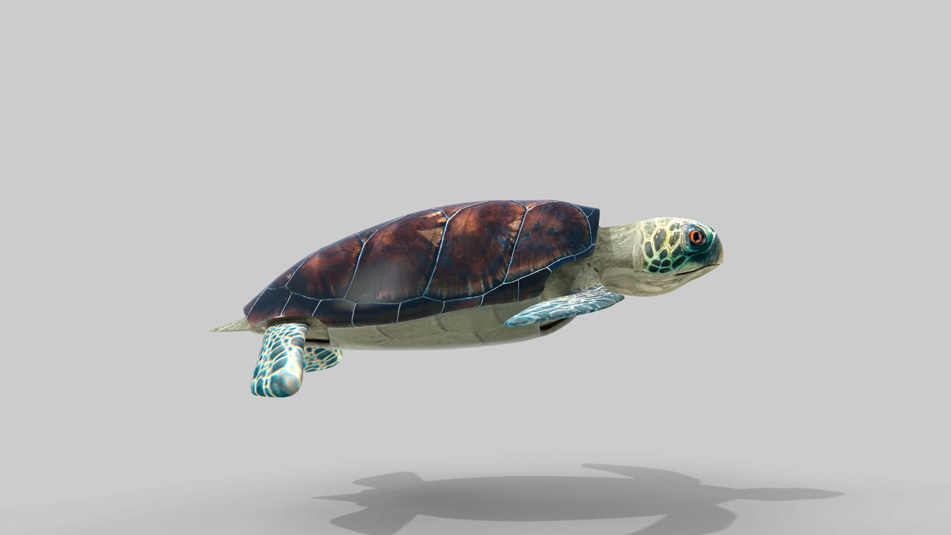 Sea Turtle - 3D Model by renatodalle
