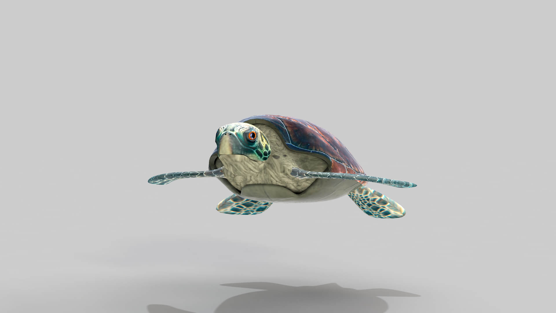 Sea Turtle - 3D Model by renatodalle