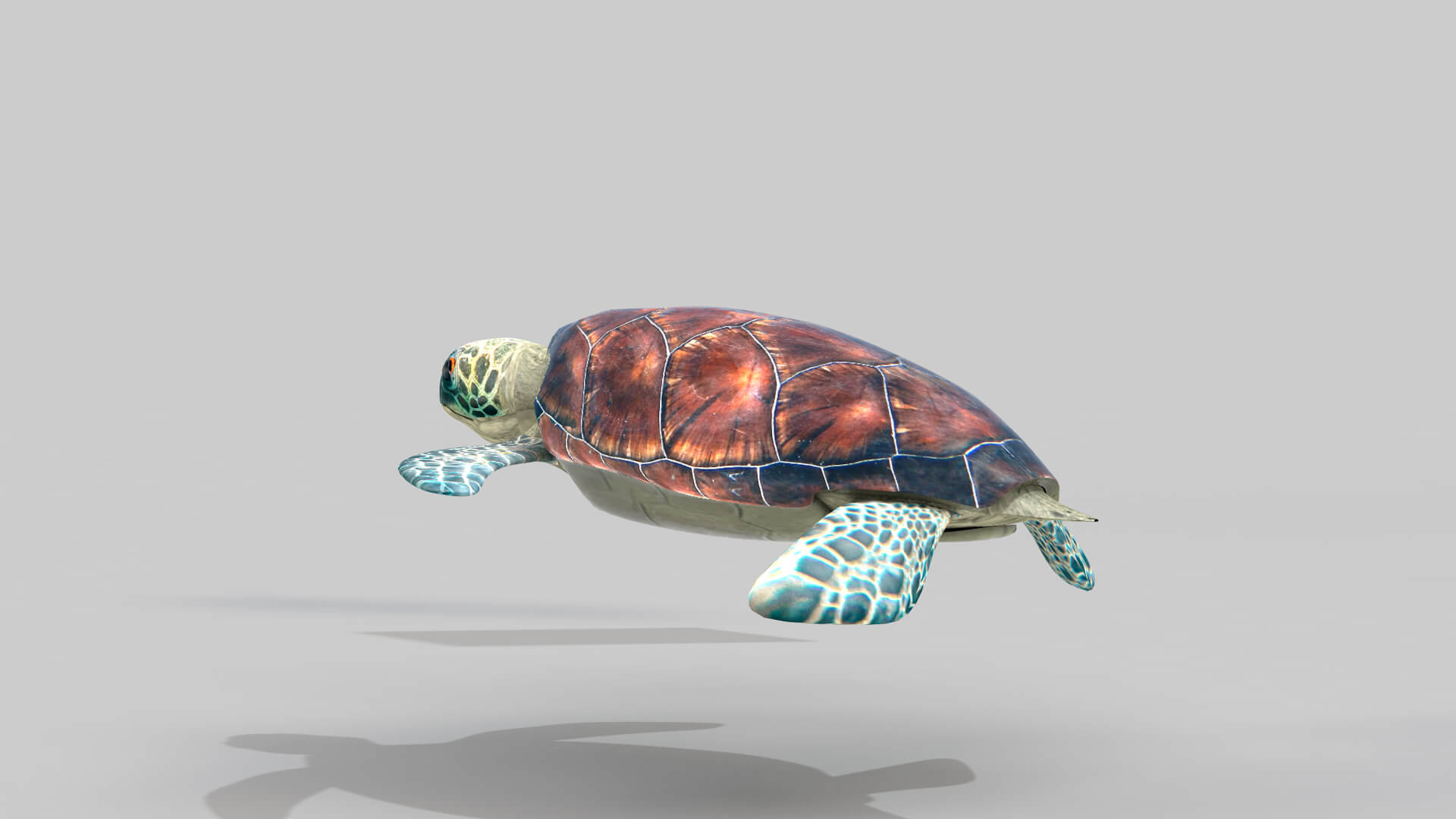 Sea Turtle - 3D Model by renatodalle