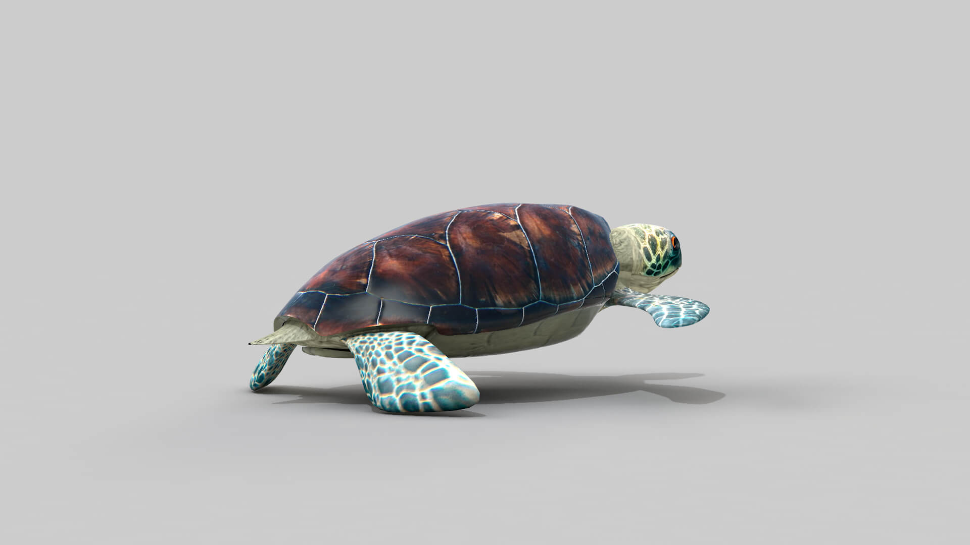 Sea Turtle - 3D Model by renatodalle