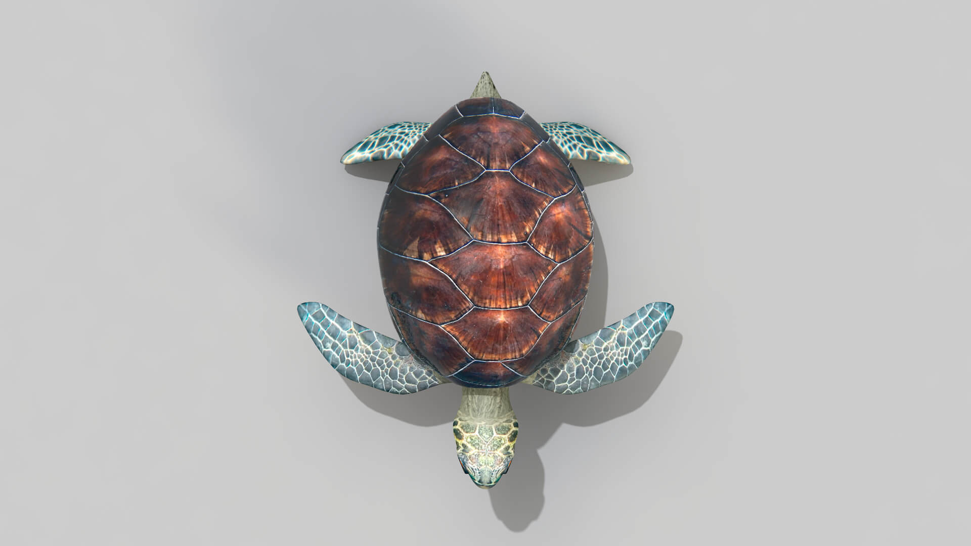 Sea Turtle - 3D Model by renatodalle