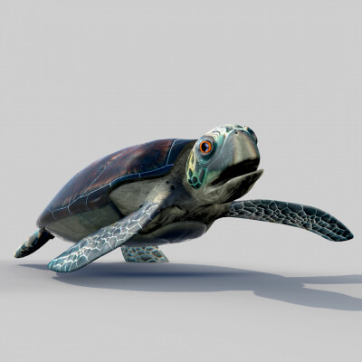 Sea Turtle - 3D Model by renatodalle