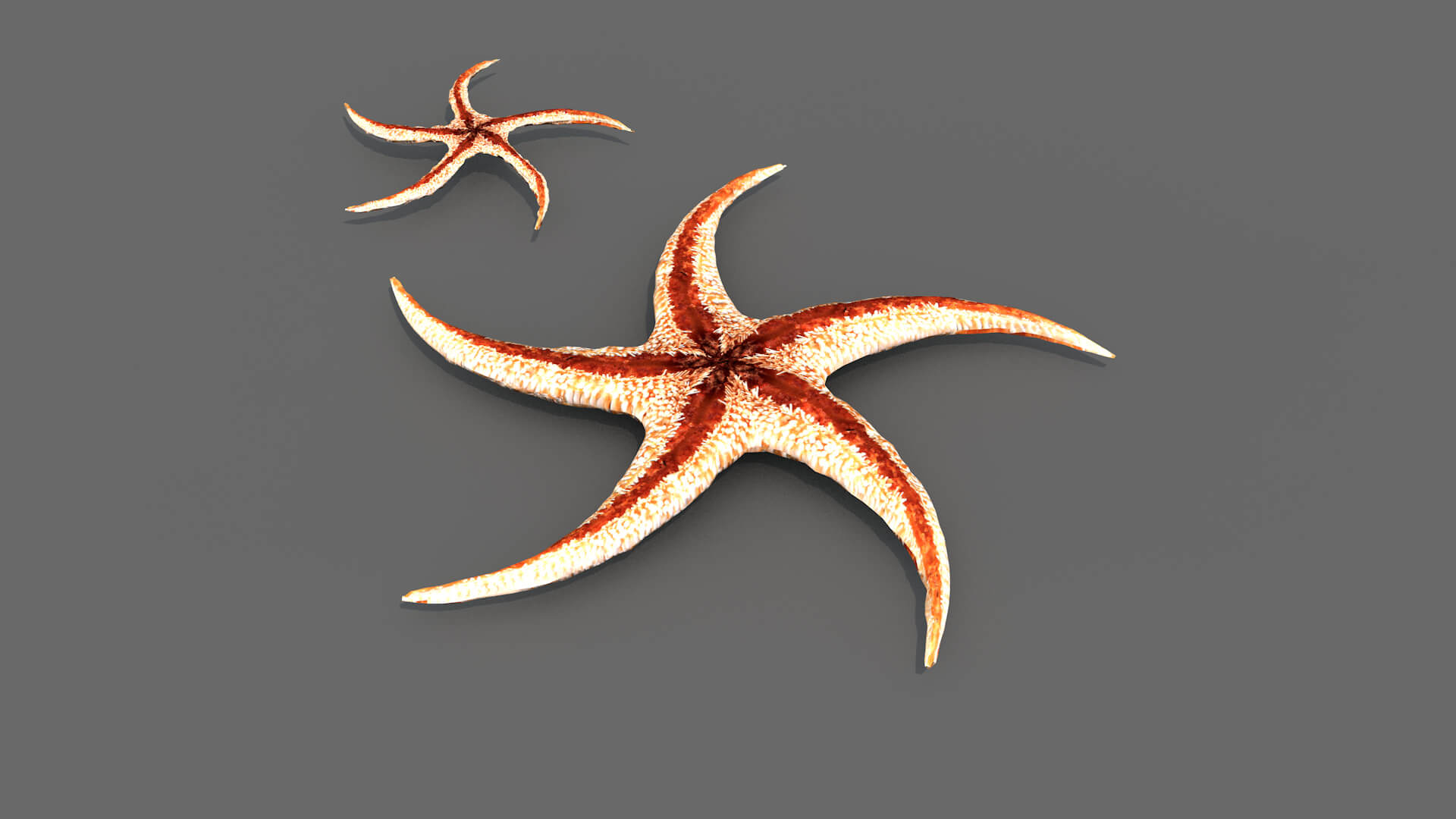 Starfish Tree - 3D Model by renatodalle
