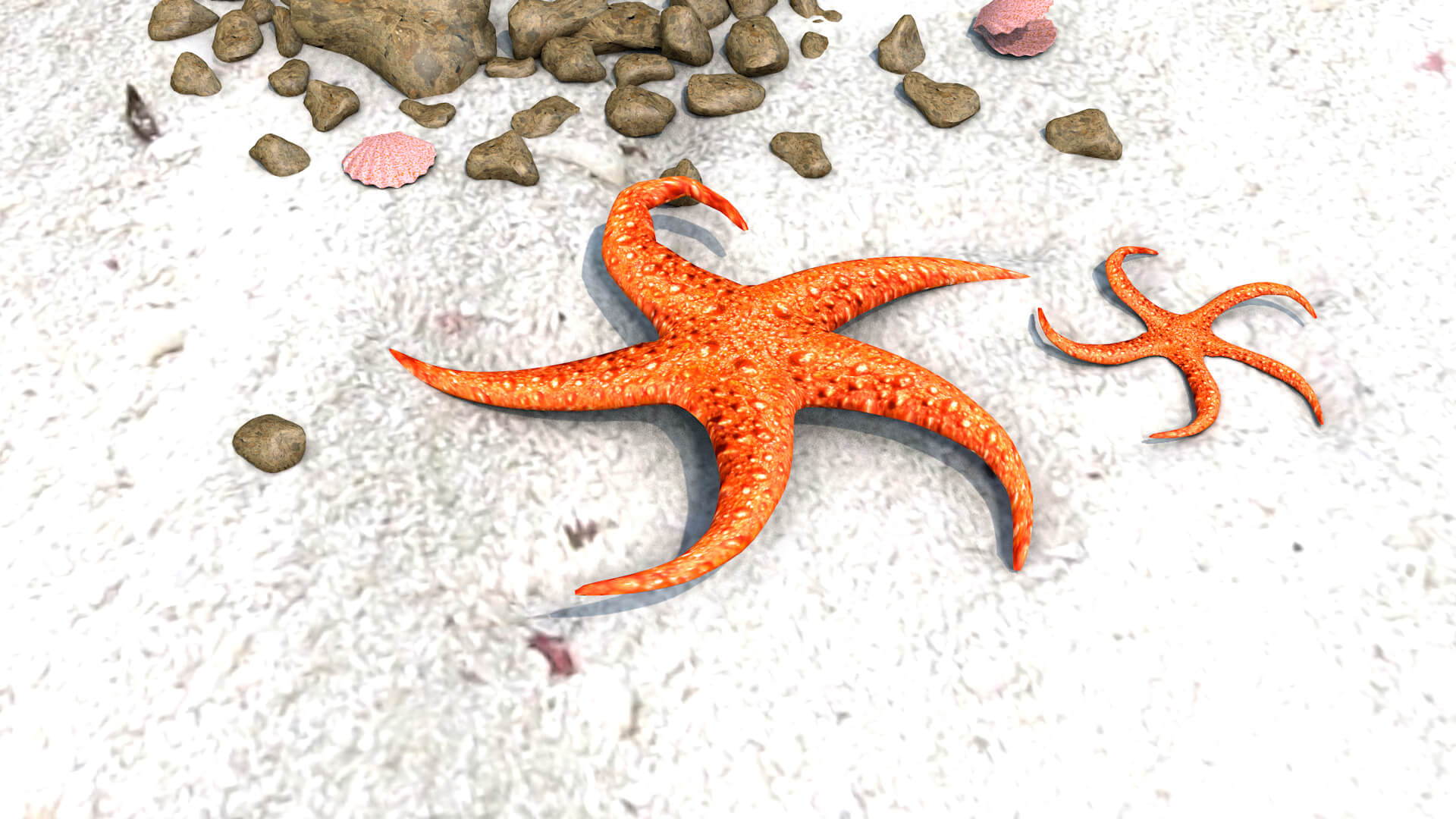 Starfish Two - 3D Model by renatodalle