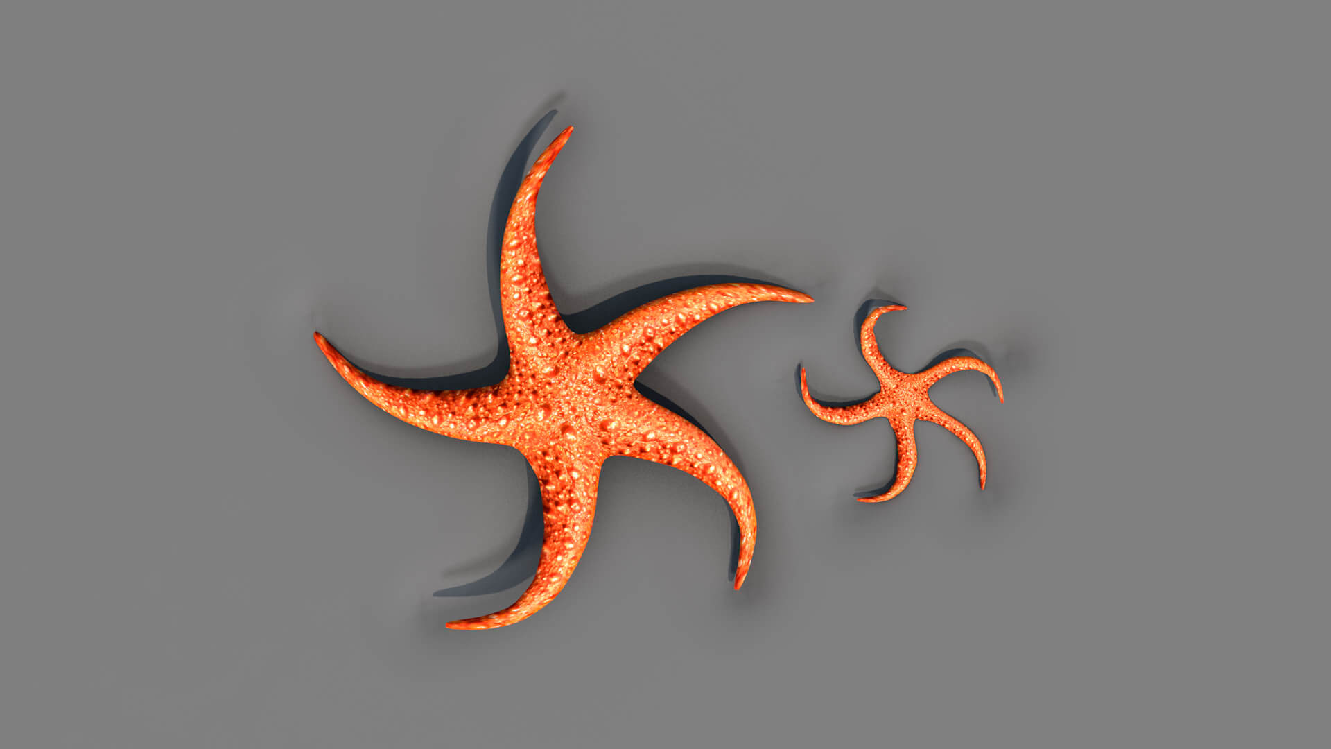 Starfish Two - 3D Model by renatodalle