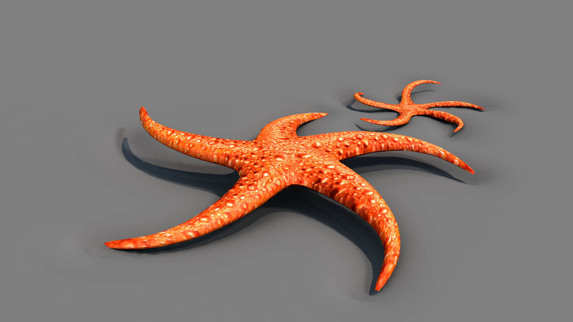 Starfish Two - 3D Model by renatodalle